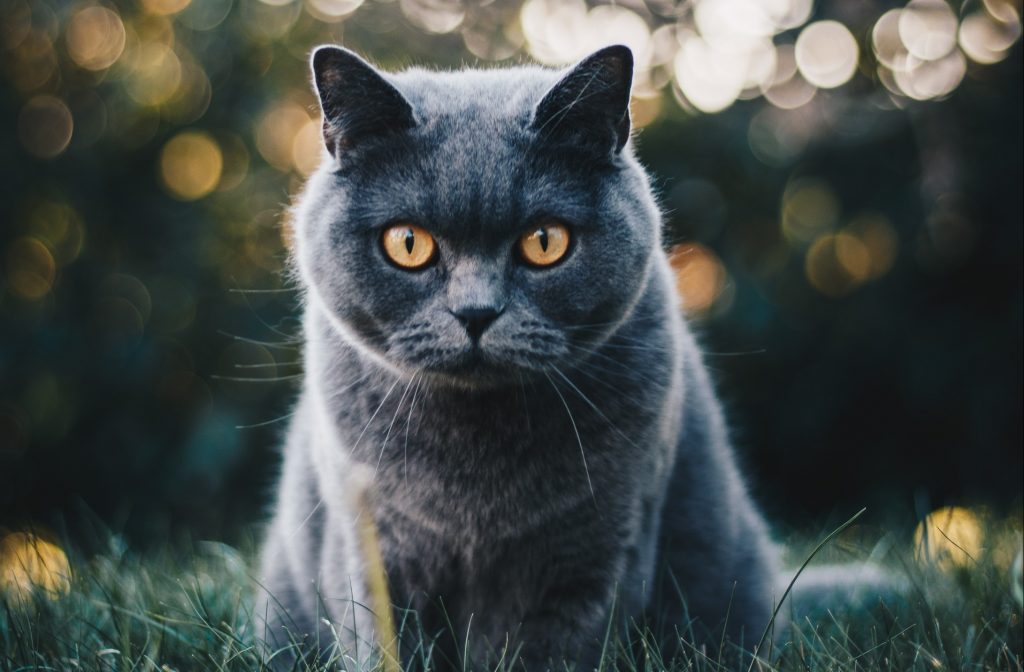 I Love Lucy (THE CAT) - The Jamaican Blogs™