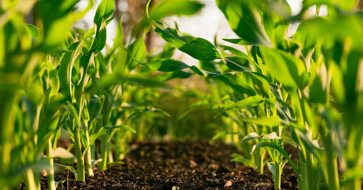 More Than 8,000 Seasonal Agricultural Workers Travelled to Canada in ...